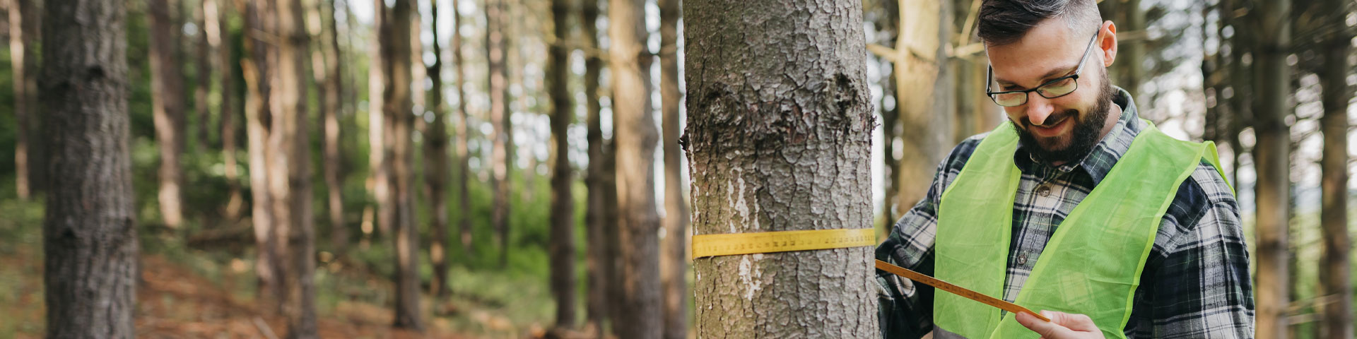 Forestry Permits | Planning